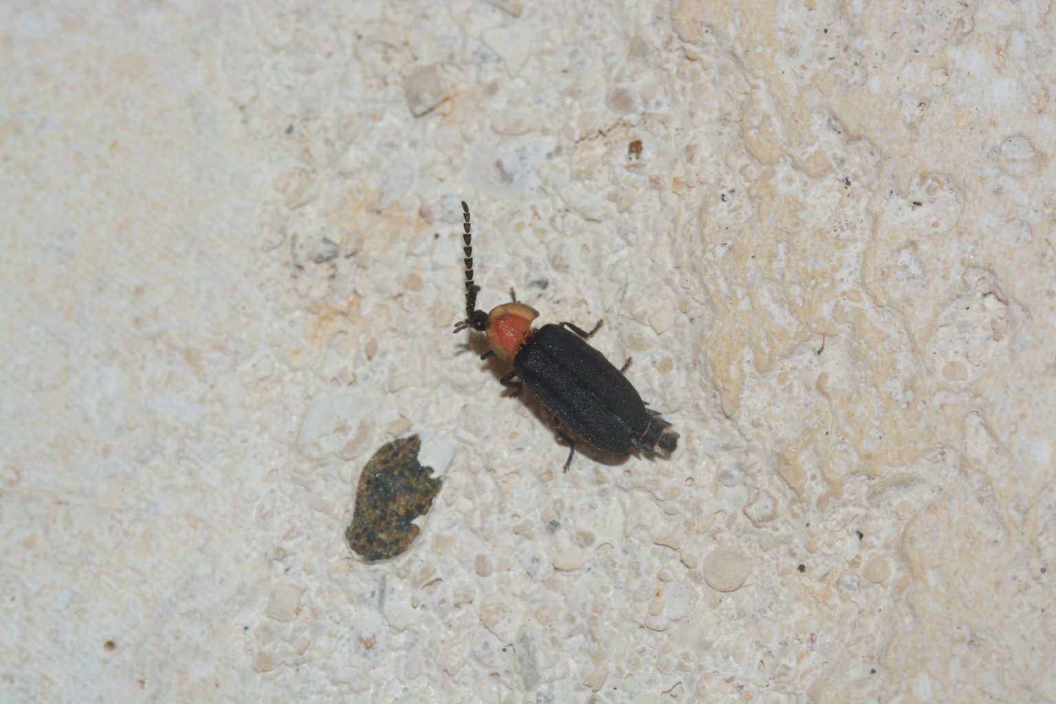 クメジママドボタル / Pyrocoelia matsumurai kumejimensis – First Qualia